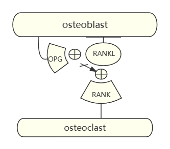 基于RANKL/RANK/MMP-9通路探讨骨质疏松症的发生机制 - 医药卫生